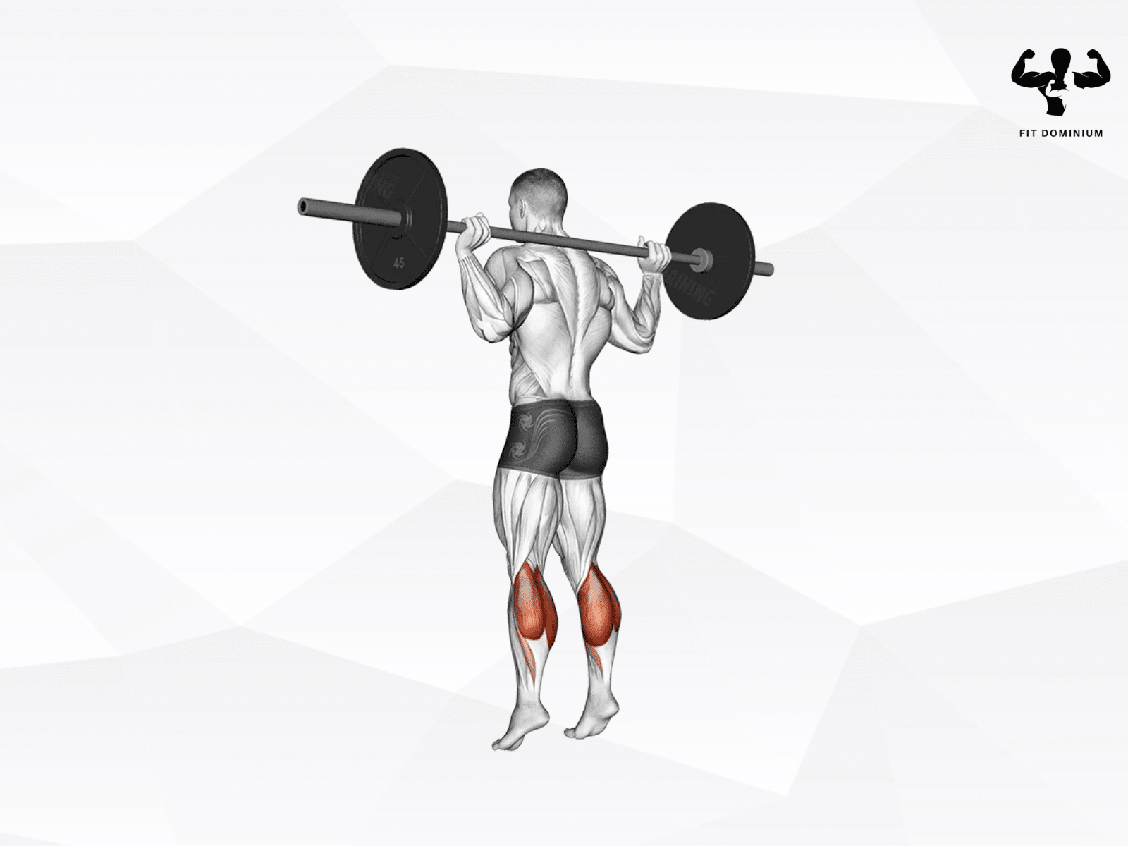 Barbell Calf Raises : How To & Benefits – FitDominium